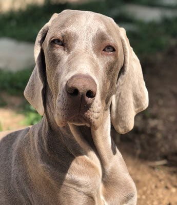 Artecan Castalia Criador Profesional Braco Weimar – Camadas – Selección ...